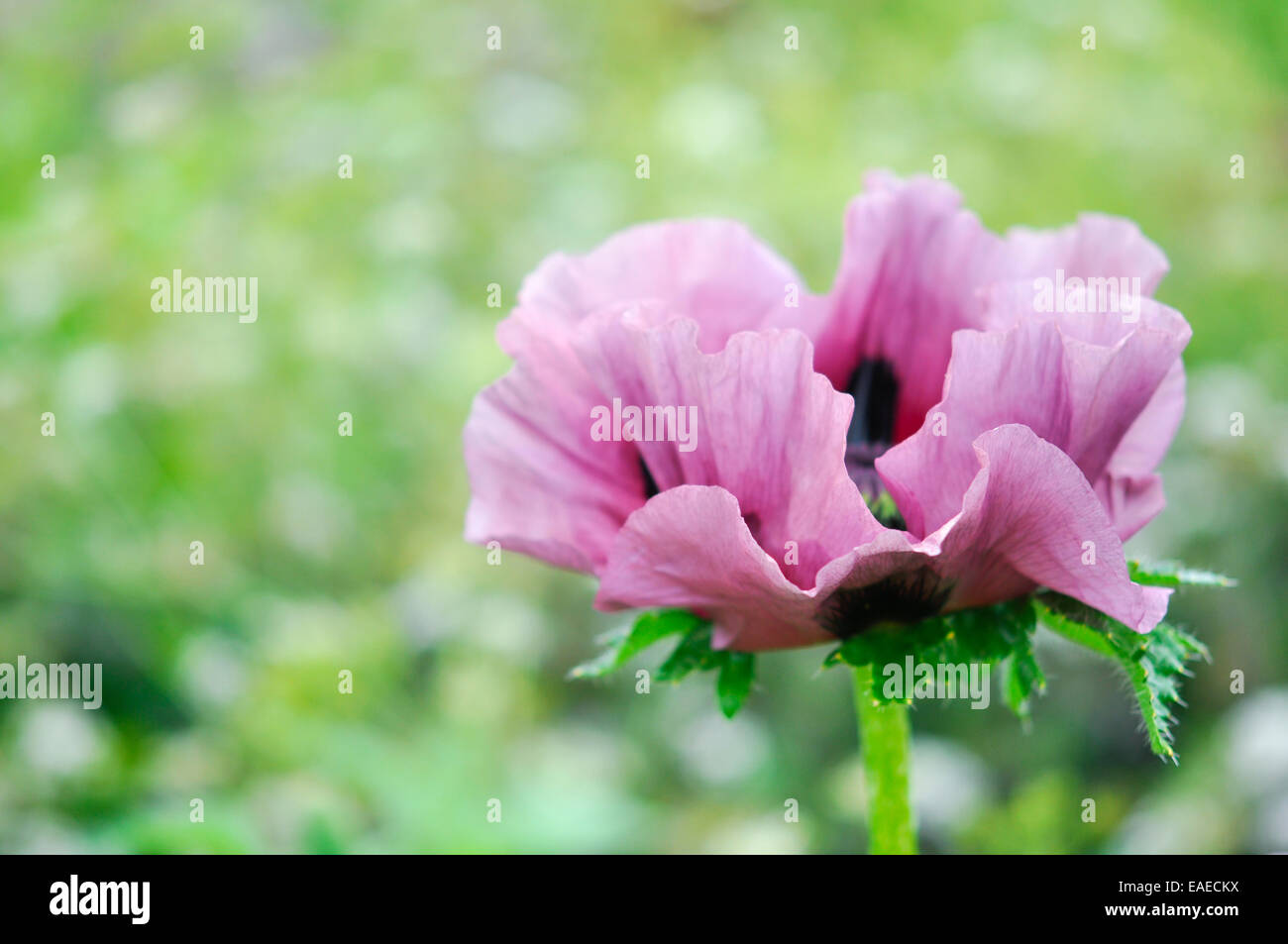 Deep dusky pink Oriental Poppy (Papaver Orientale). Large single flower ...