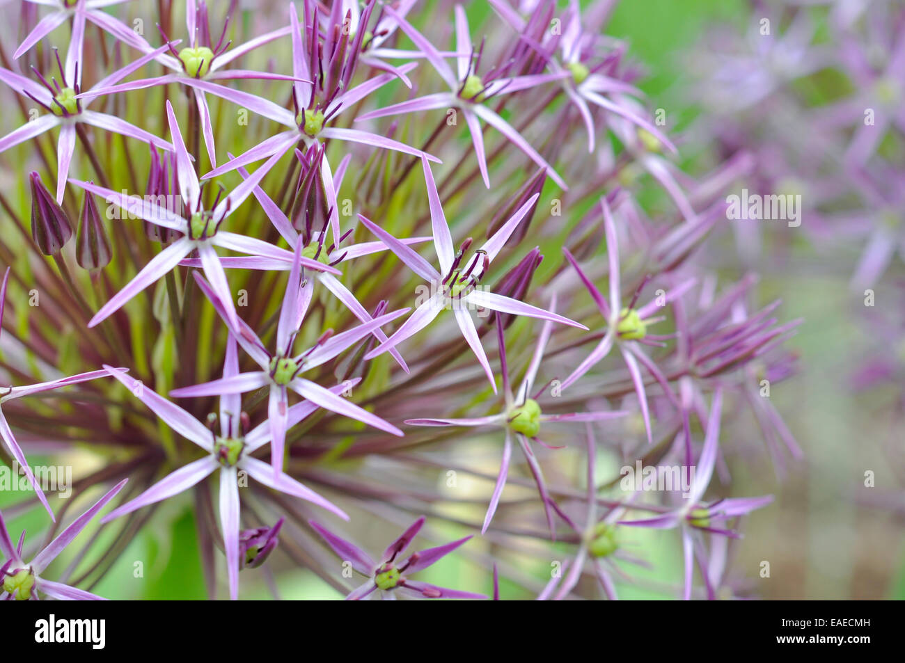 Allium Christophii High Resolution Stock Photography and Images - Alamy