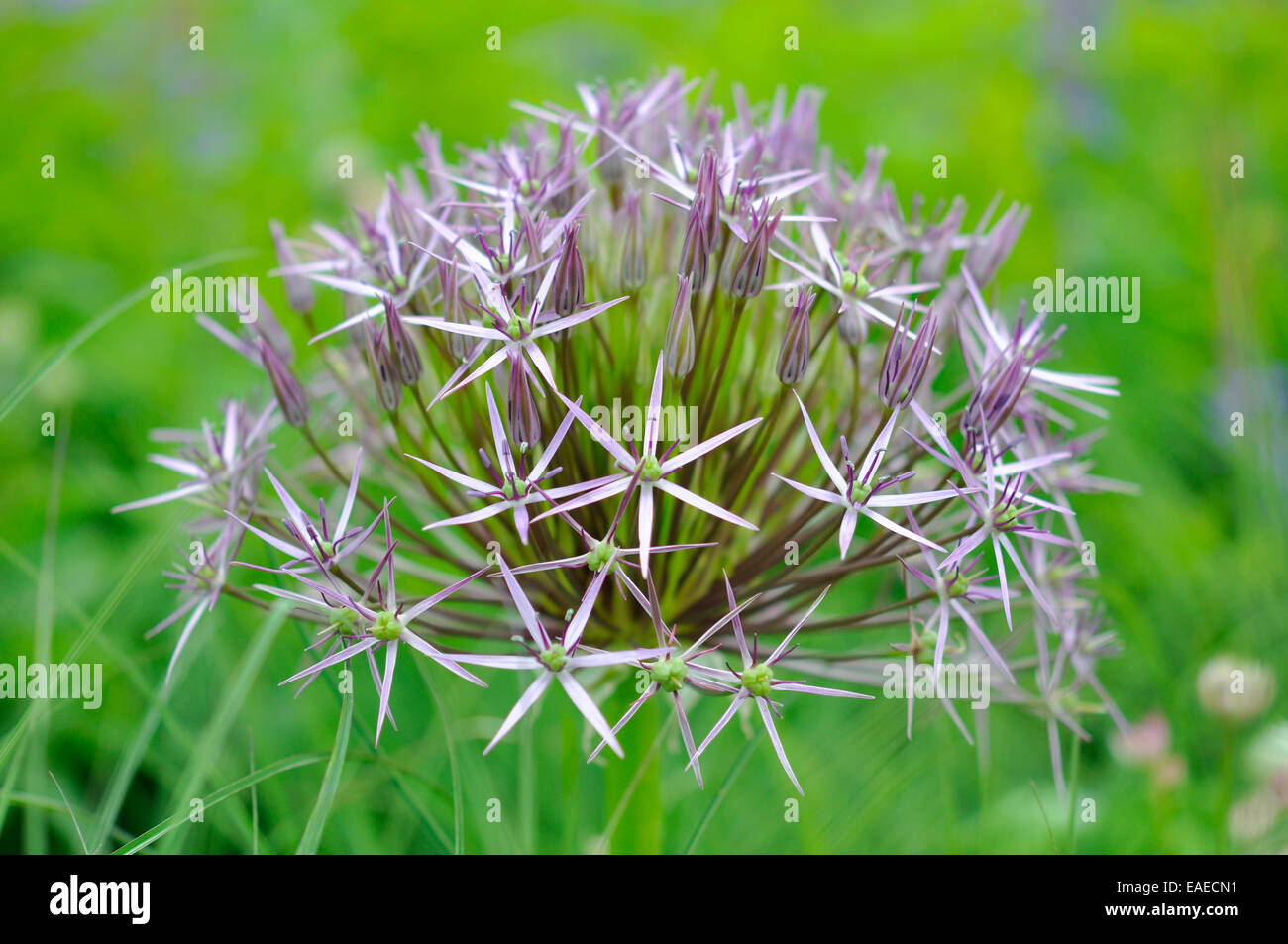 Starry flowers hi-res stock photography and images - Alamy