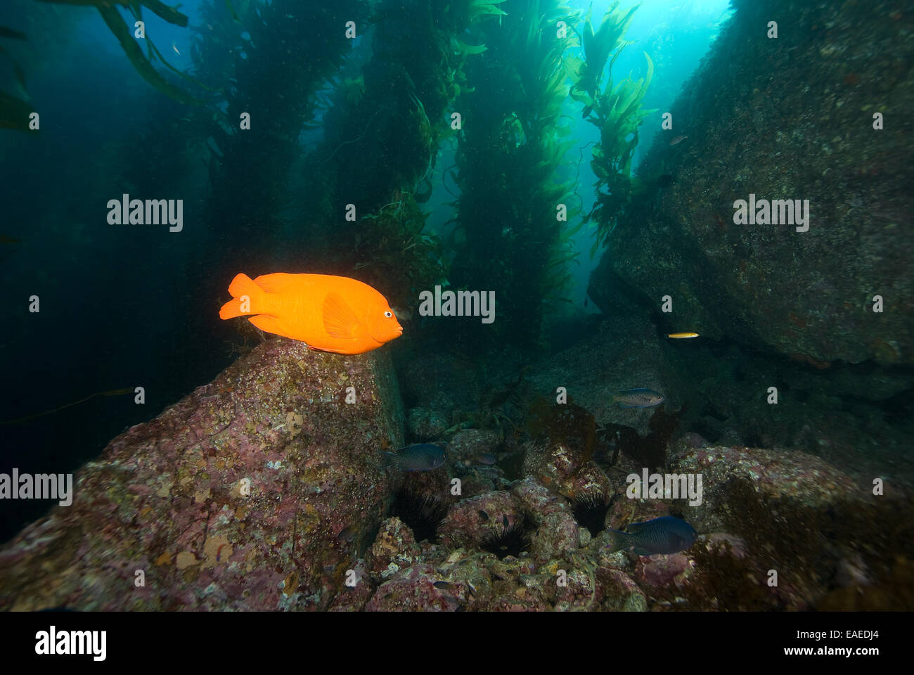 Garibaldi fish swimming underwater at California kelp forest Stock ...