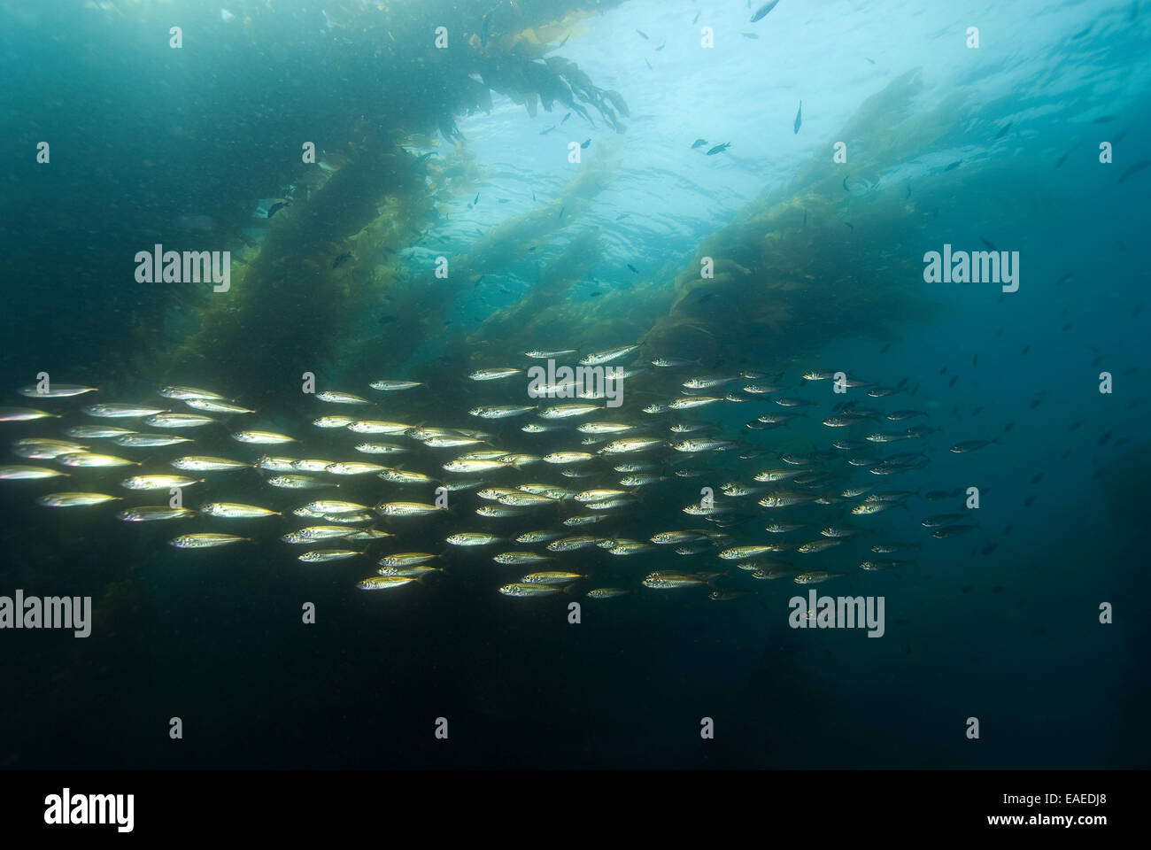 Schooling Sardines swimming underwater at California reef Stock Photo ...