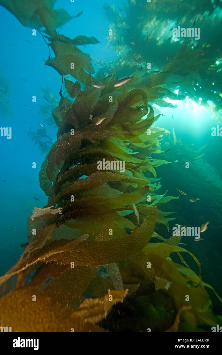 Scuba Diving Kelp Forest underwater Reef Stock Photo - Alamy