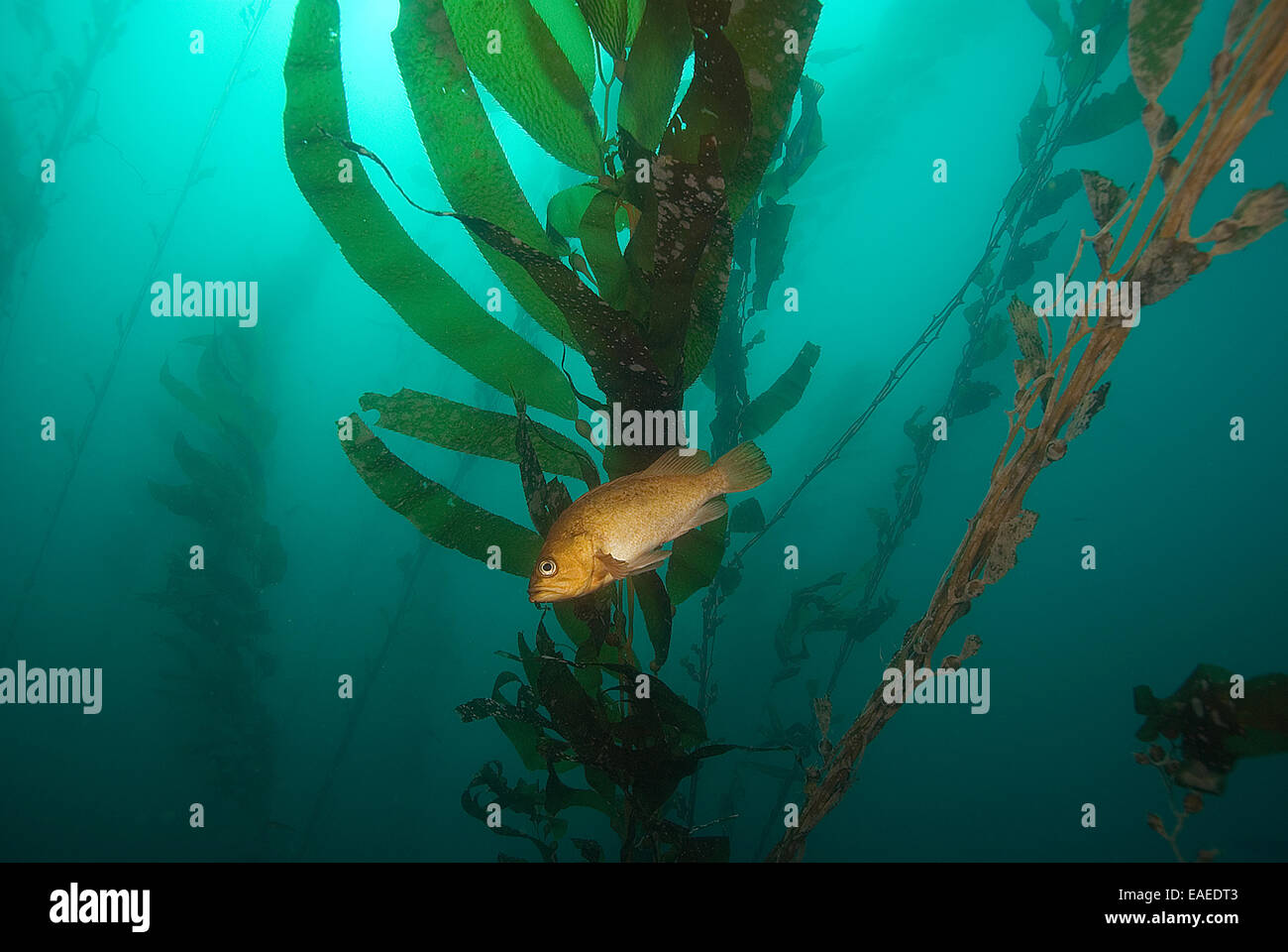 Rock fish hiding underwater in Kelp Stock Photo - Alamy