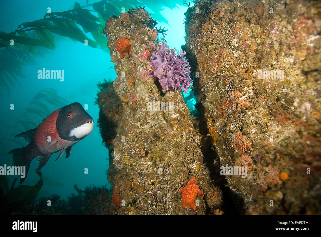 Sheephead fish at California Coral Reef Stock Photo - Alamy