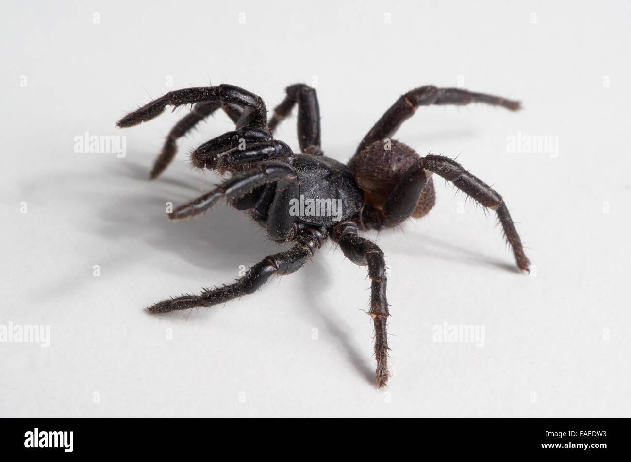 Ummidia algarve hi-res stock photography and images - Alamy