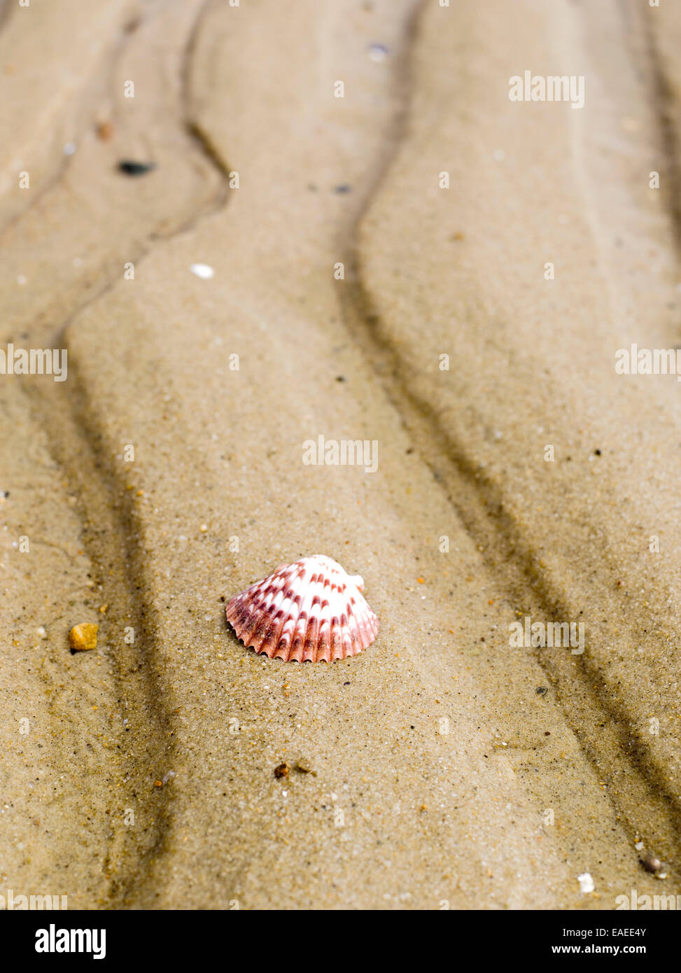 lone red scallop shell in tidal sand Stock Photo - Alamy