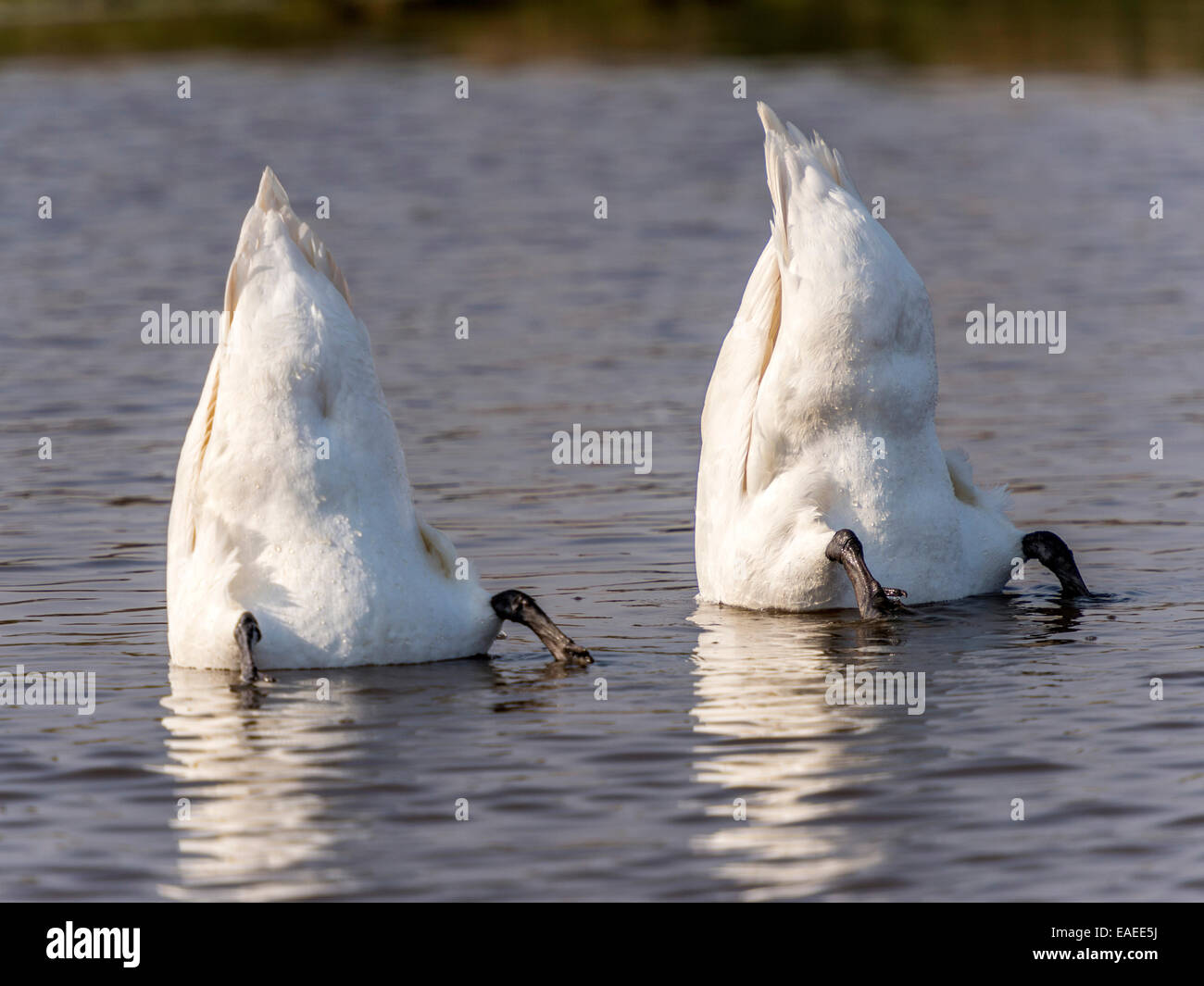 Two mute swans [Cygnus olor] feeding on a river with tails only visible ...