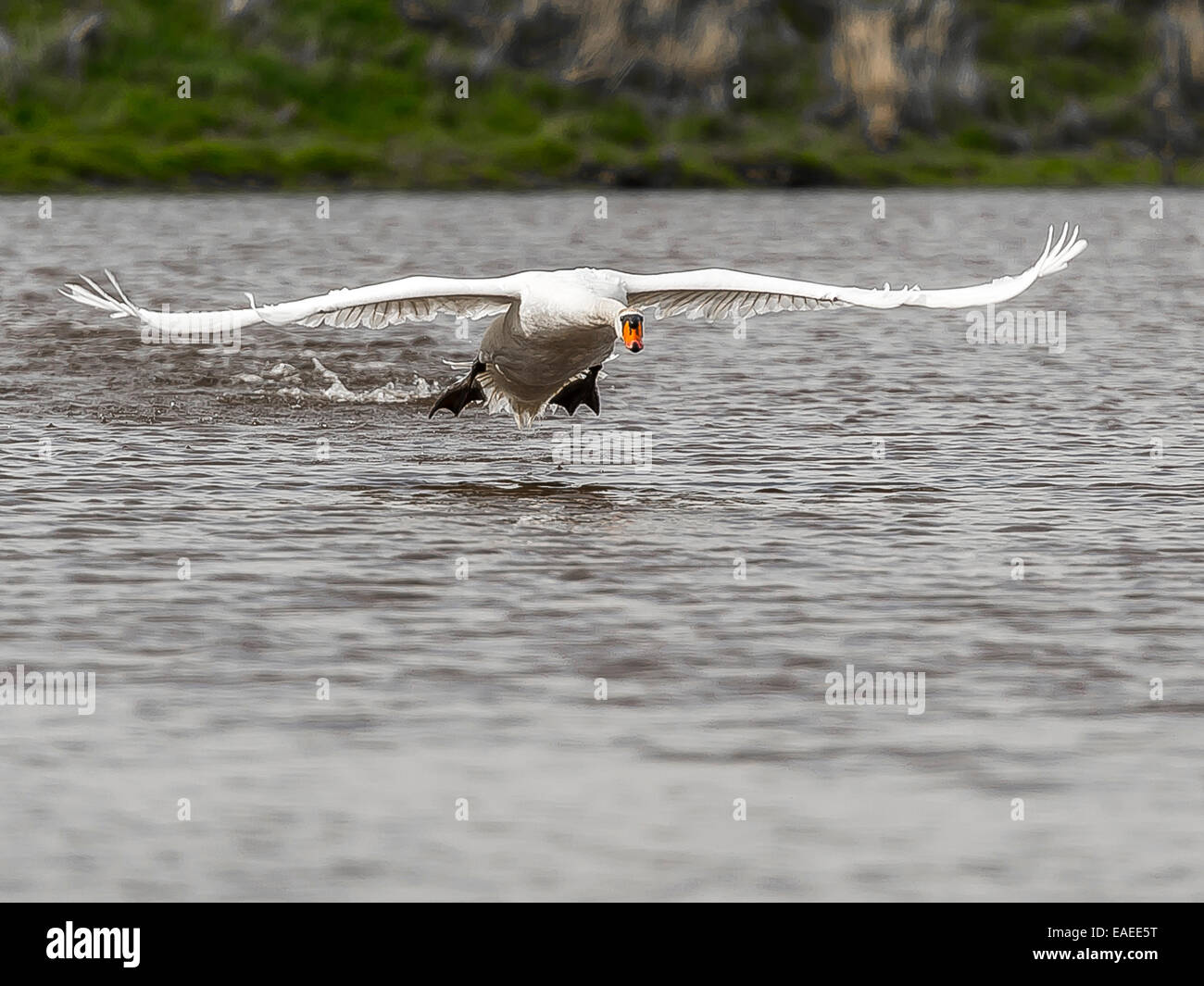 Swan full view hi-res stock photography and images - Alamy