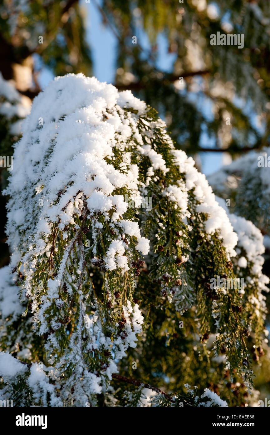 Beautiful sunny branch cover with snow Stock Photo - Alamy