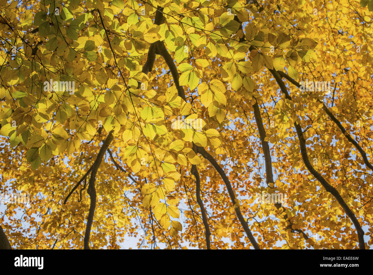 Beech tree in autumn, Austria, Vienna, 18. district, Tuerkenschanzpark ...