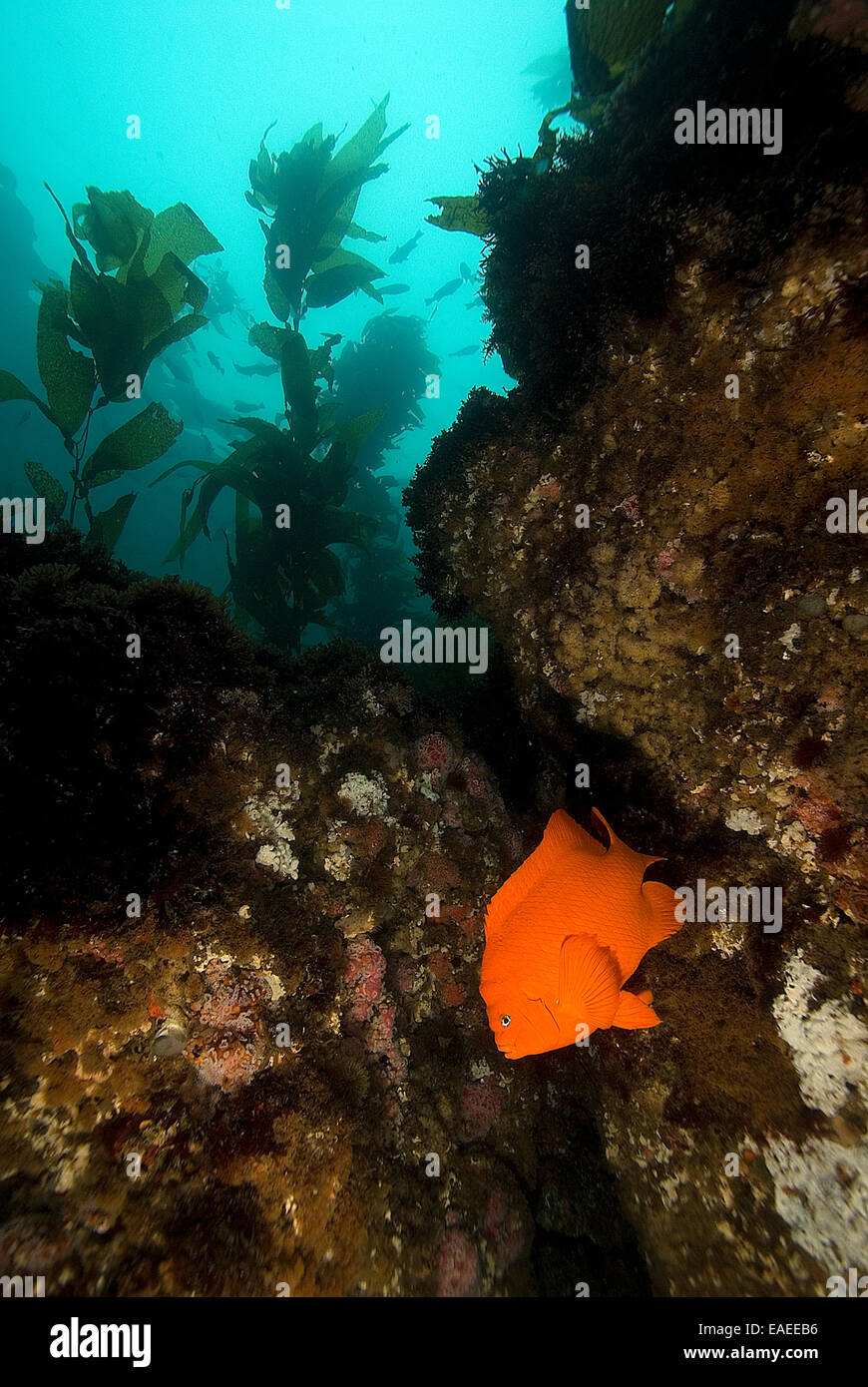 Garibaldi fish at California Kelp reef Stock Photo - Alamy