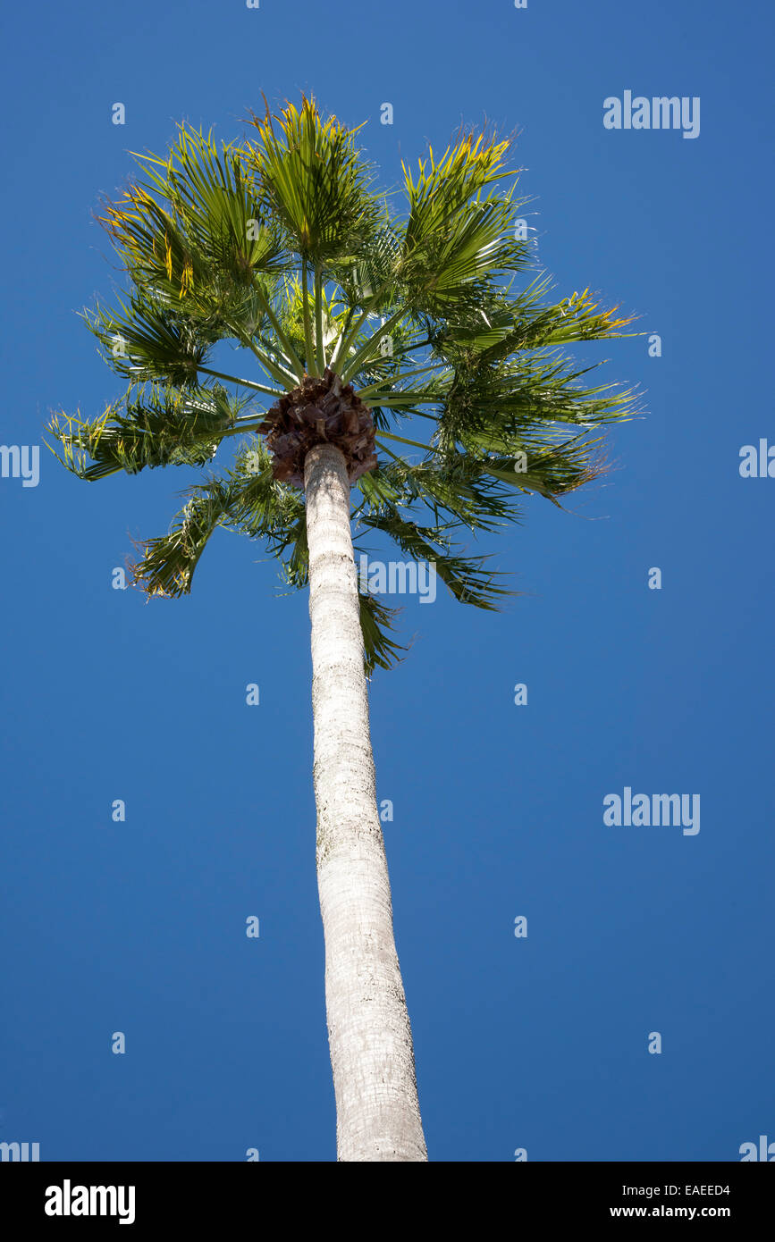 Underside of a Palm tree against a blue sky Stock Photo - Alamy