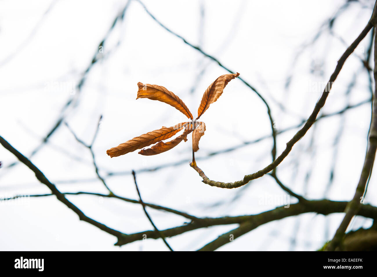 Single fall leaf with blue background hi-res stock photography and ...
