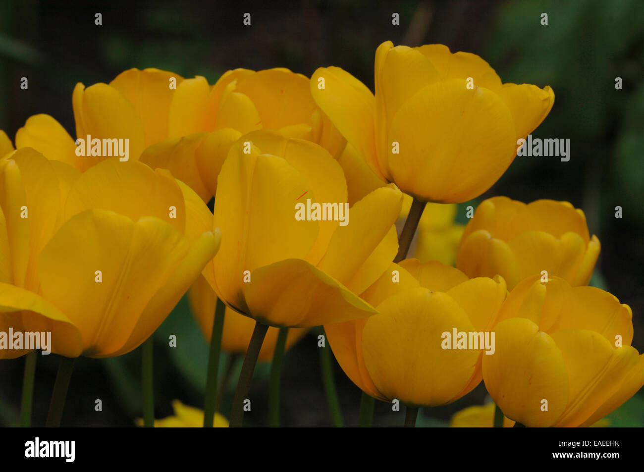 Perennials garden hi-res stock photography and images - Alamy