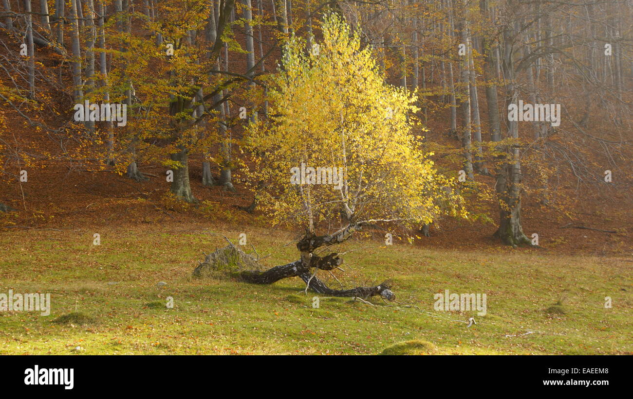 New branches growing from a death tree Stock Photo - Alamy