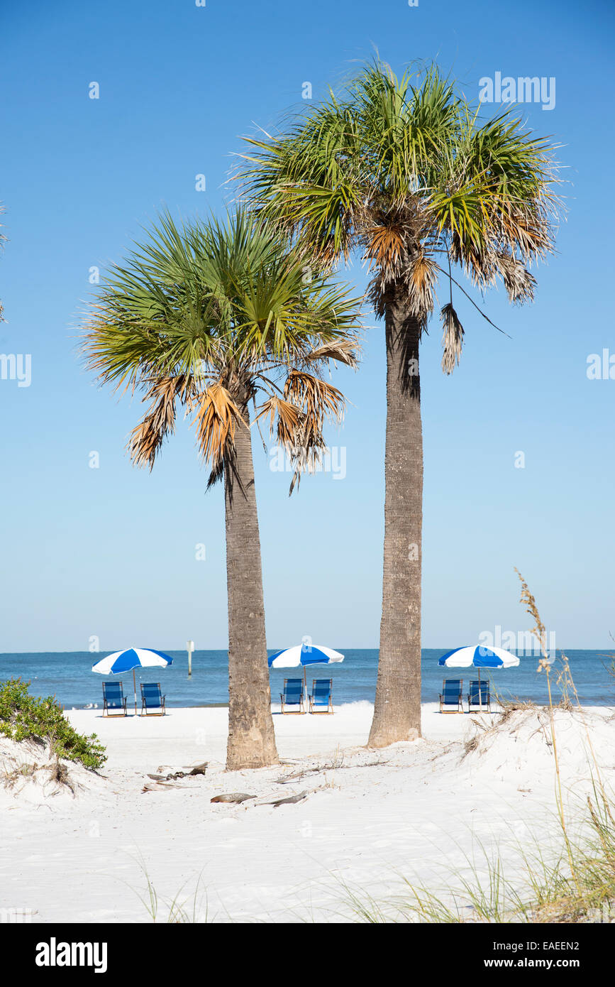 American Sea beach and Palm trees on the Gulf Coast Florida USA Stock ...