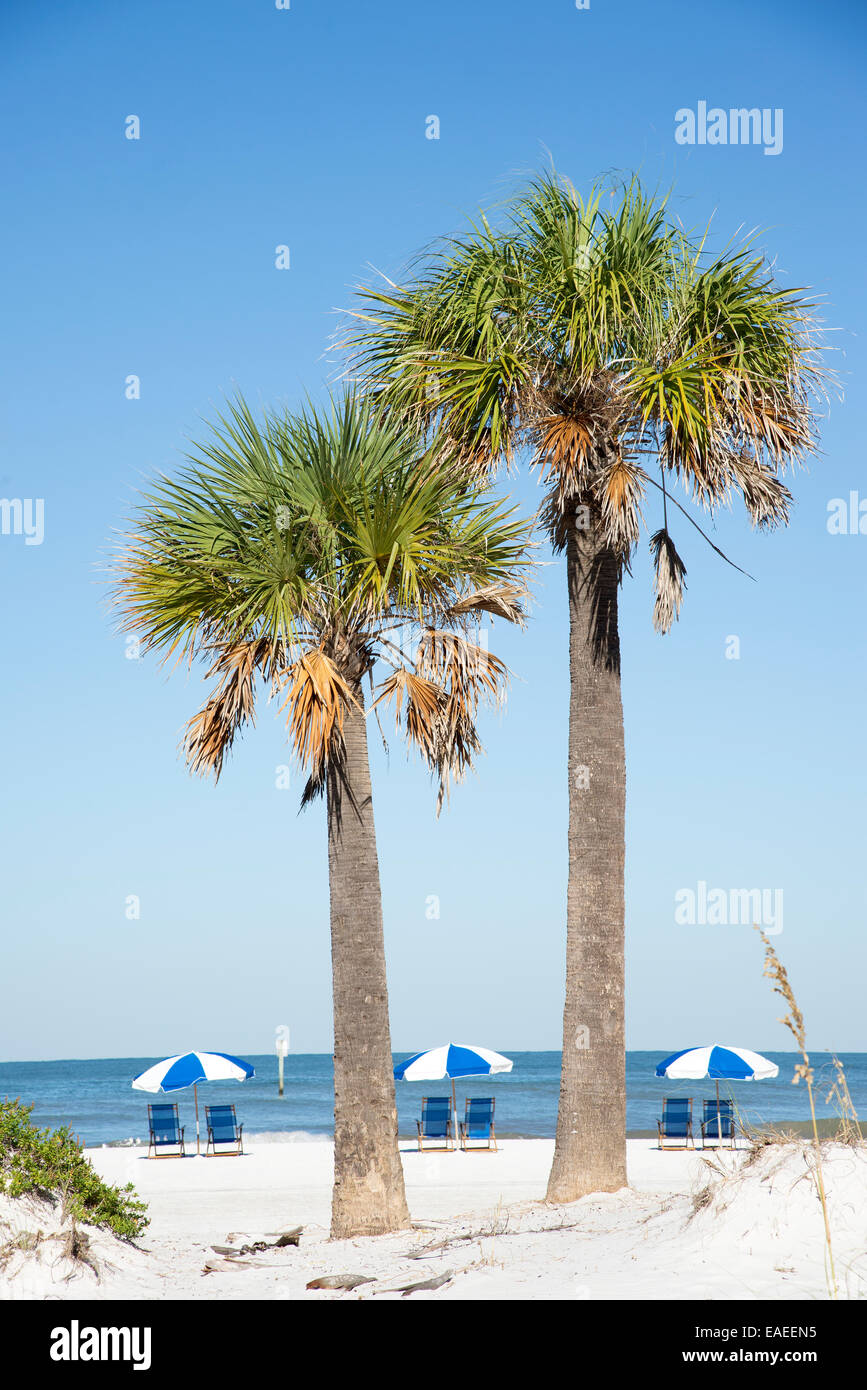 American Sea beach and Palm trees on the Gulf Coast Florida USA Stock ...