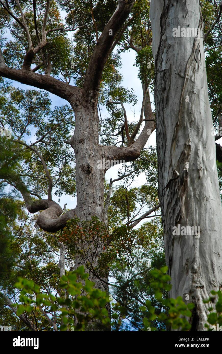 Tingle Trees,Forests,Tingle Tree Top Walk,Southern most tip of ...