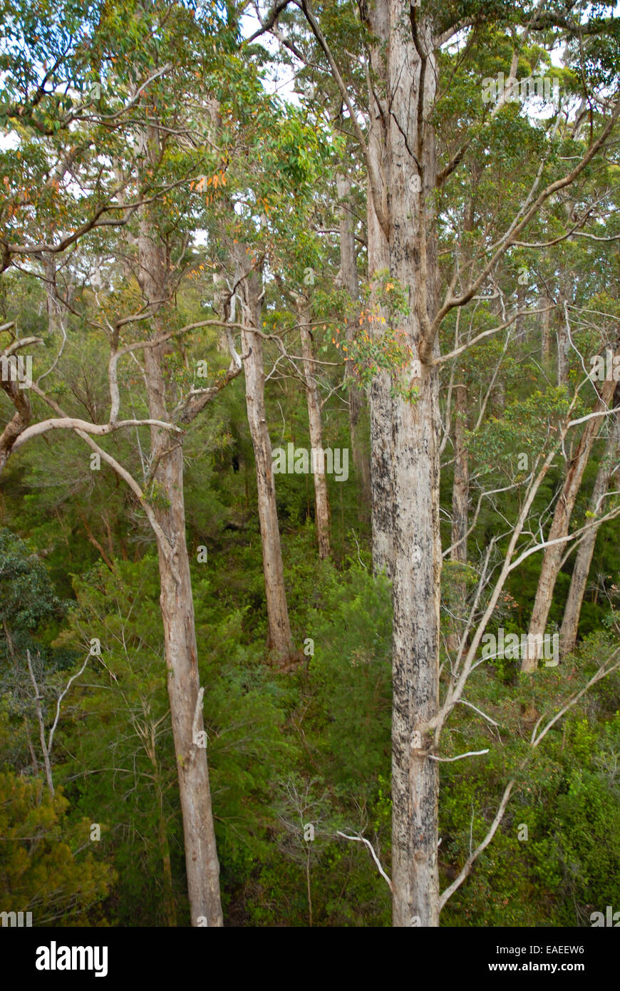Tingle Trees,Forests,Tingle Tree Top Walk,Southern most tip of ...