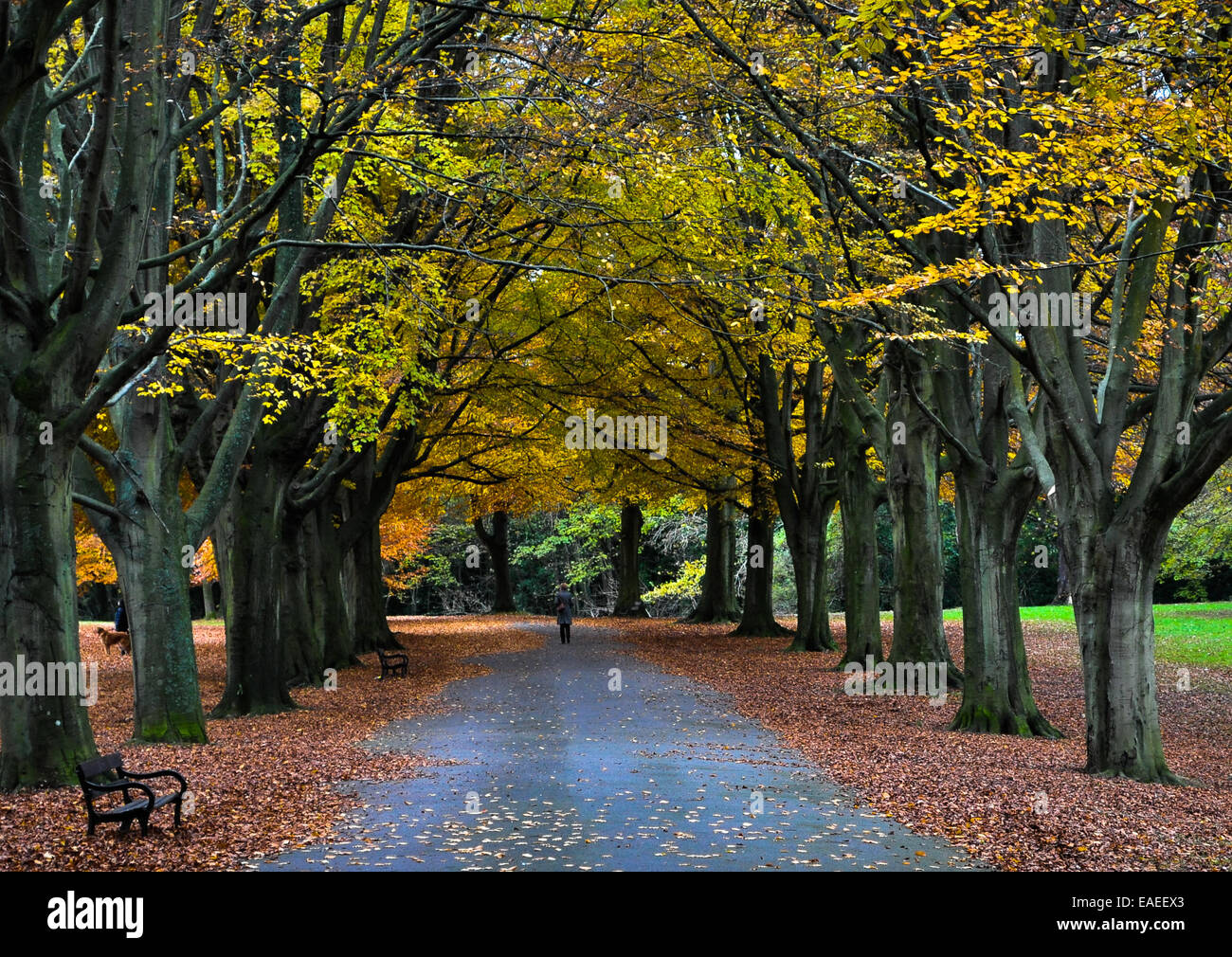 autumn park scene in bristol england Stock Photo - Alamy