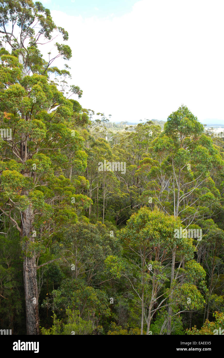 Tingle Trees,Forests,Tingle Tree Top Walk,Southern most tip of ...
