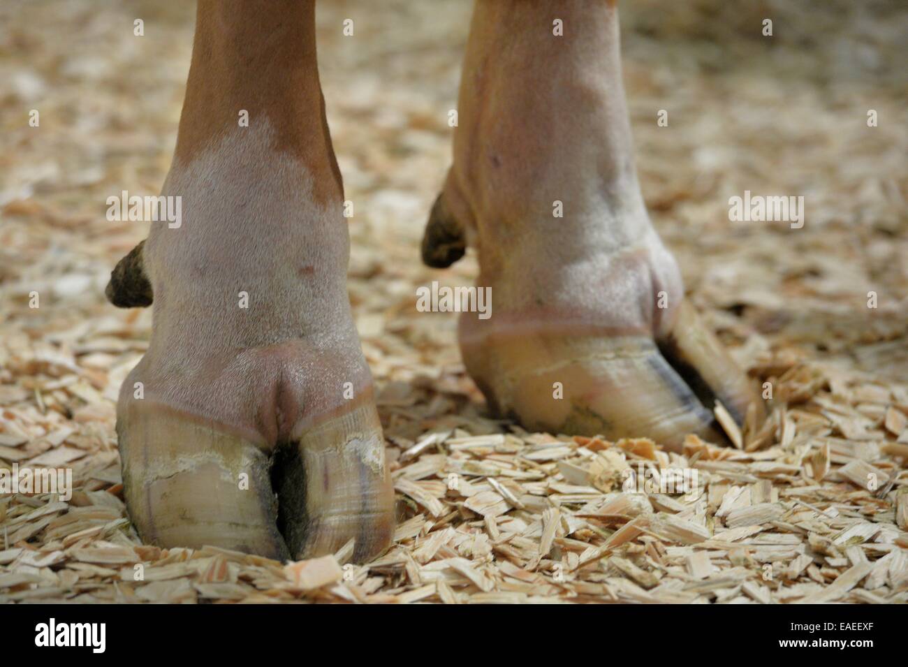 Legs of a cow at the EuroTier fair in Hanover, Germany, 12. November ...