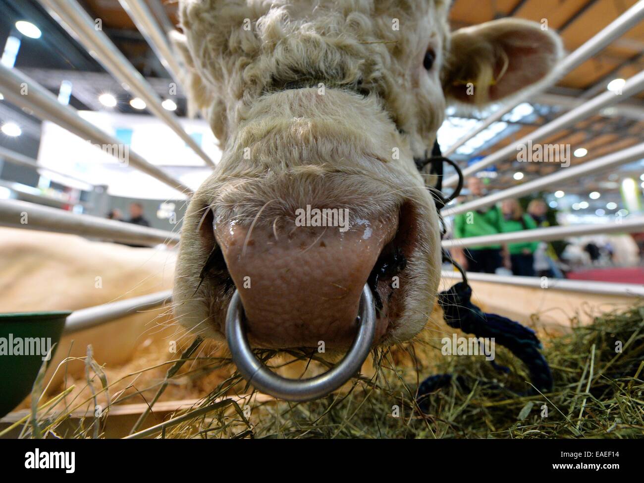 A cow bull with a ring in his nose at the EuroTier fair in Hanover ...