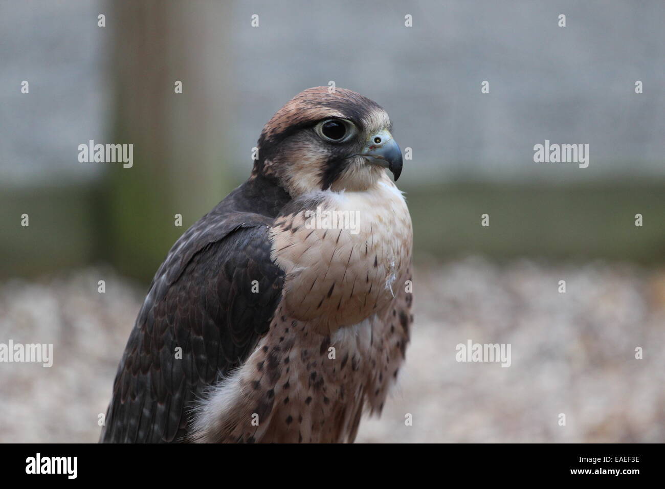 A Lanner Falcon Stock Photo - Alamy