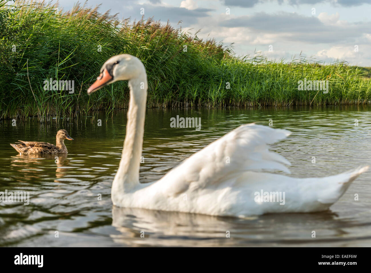 Wild mute swan [Cygnus olor] and fledgling mallard posing in the water ...