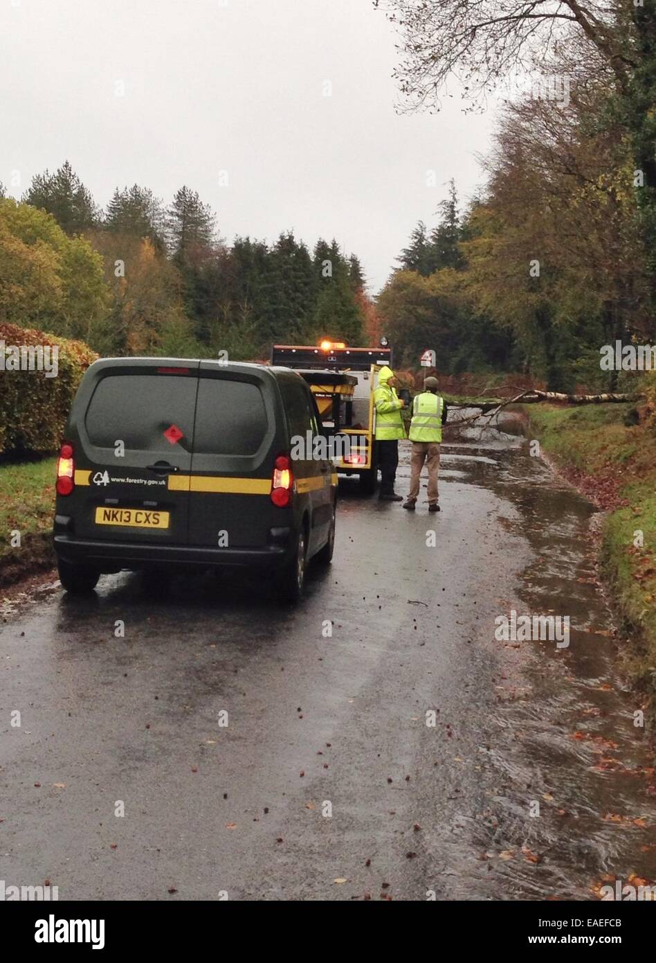 Haldon Forest, Devon, UK. 13th November, 2014. UK weather. Strong winds ...