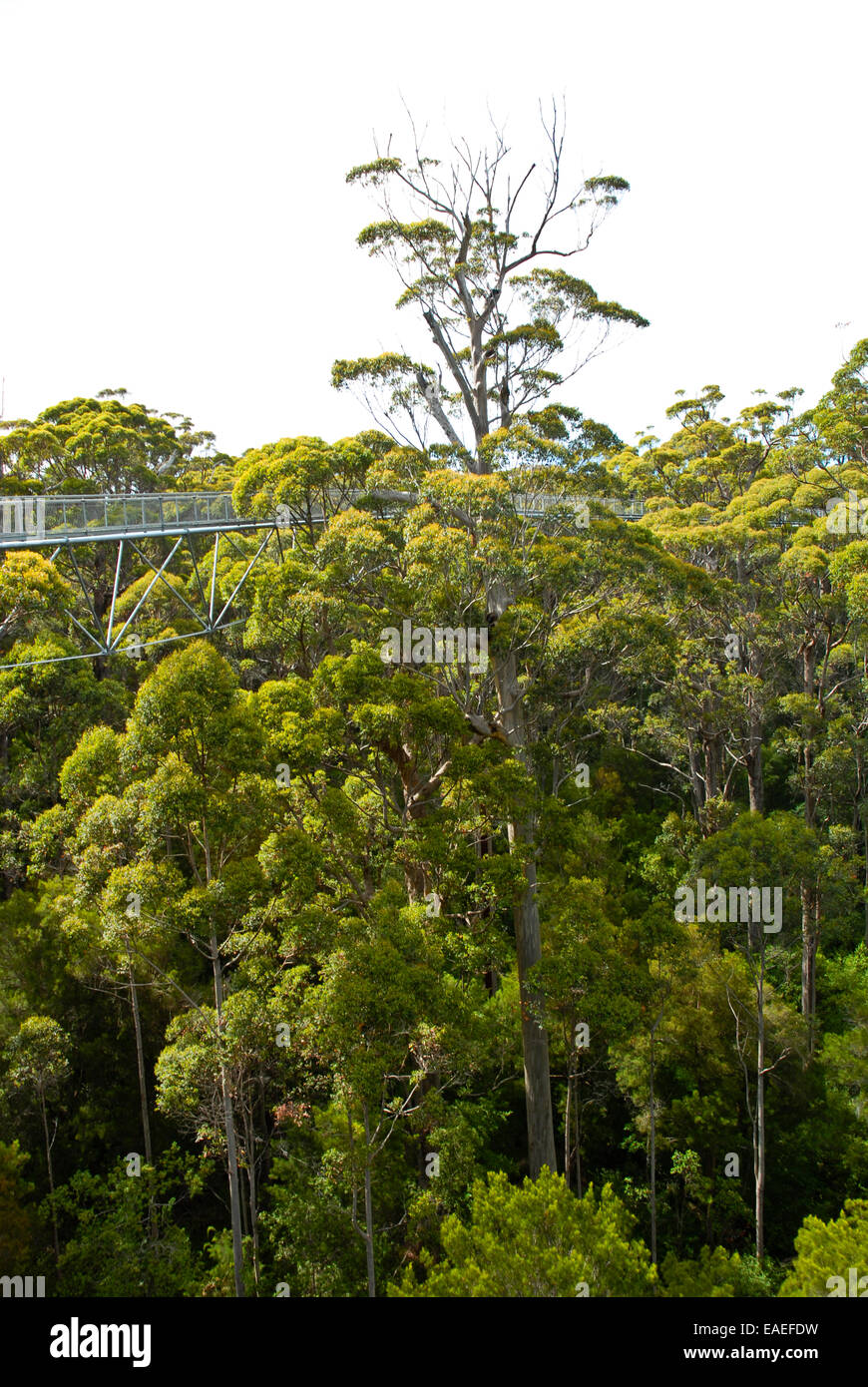 Tingle Trees,Forests,Tingle Tree Top Walk,Southern most tip of ...