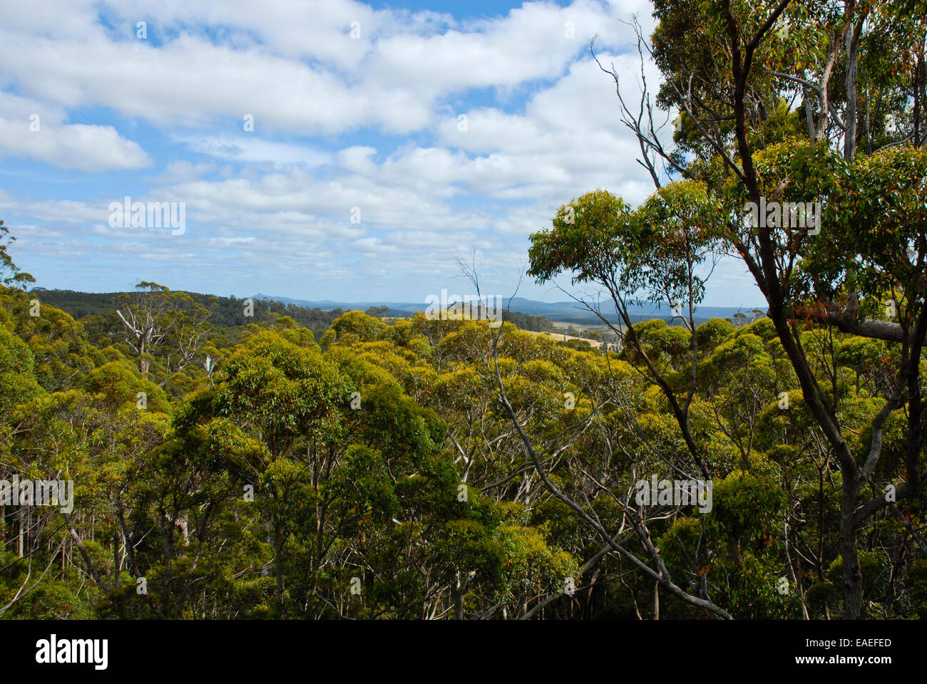 Tingle Trees,Forests,Tingle Tree Top Walk,Southern most tip of ...