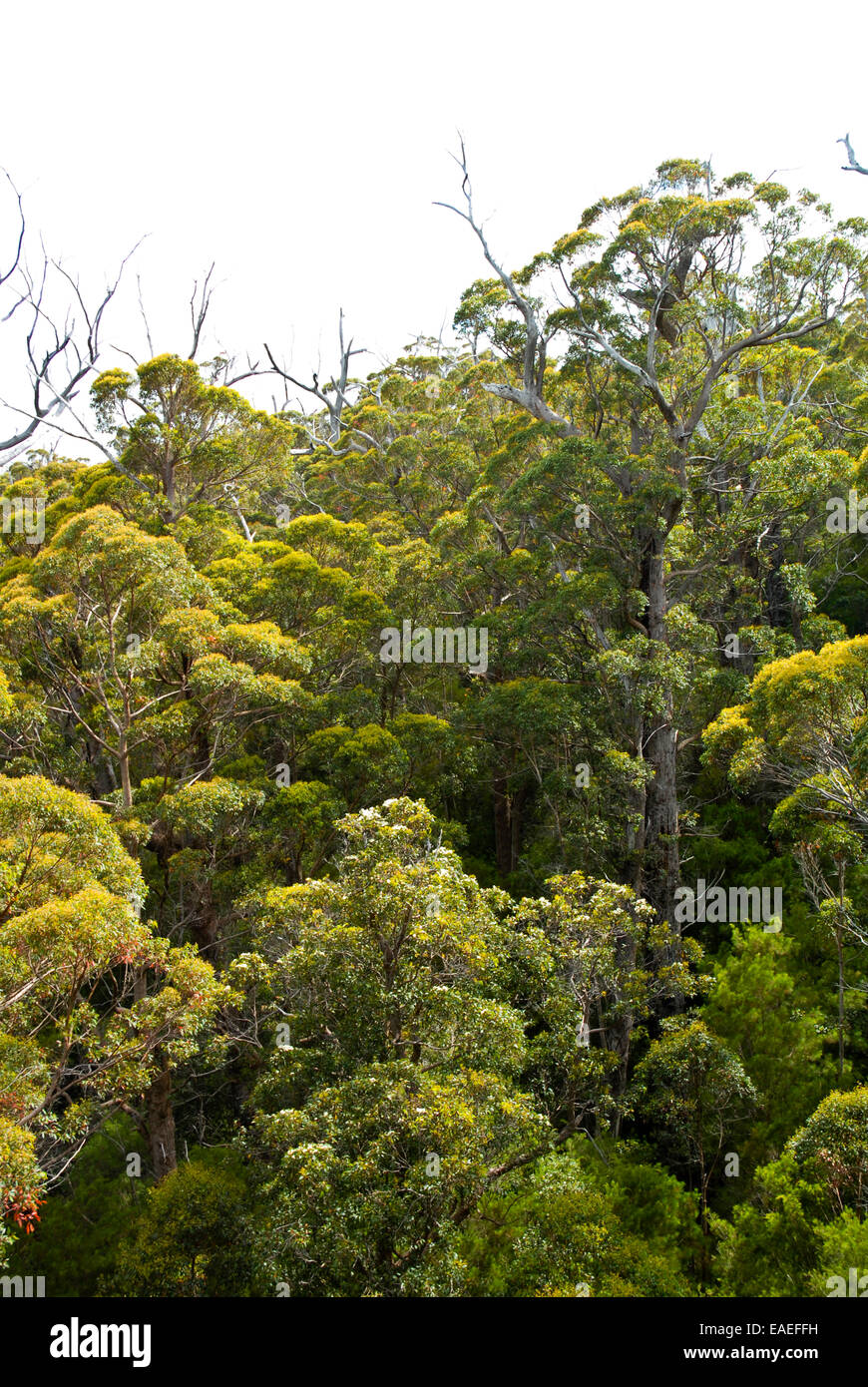Tingle Trees,Forests,Tingle Tree Top Walk,Southern most tip of ...