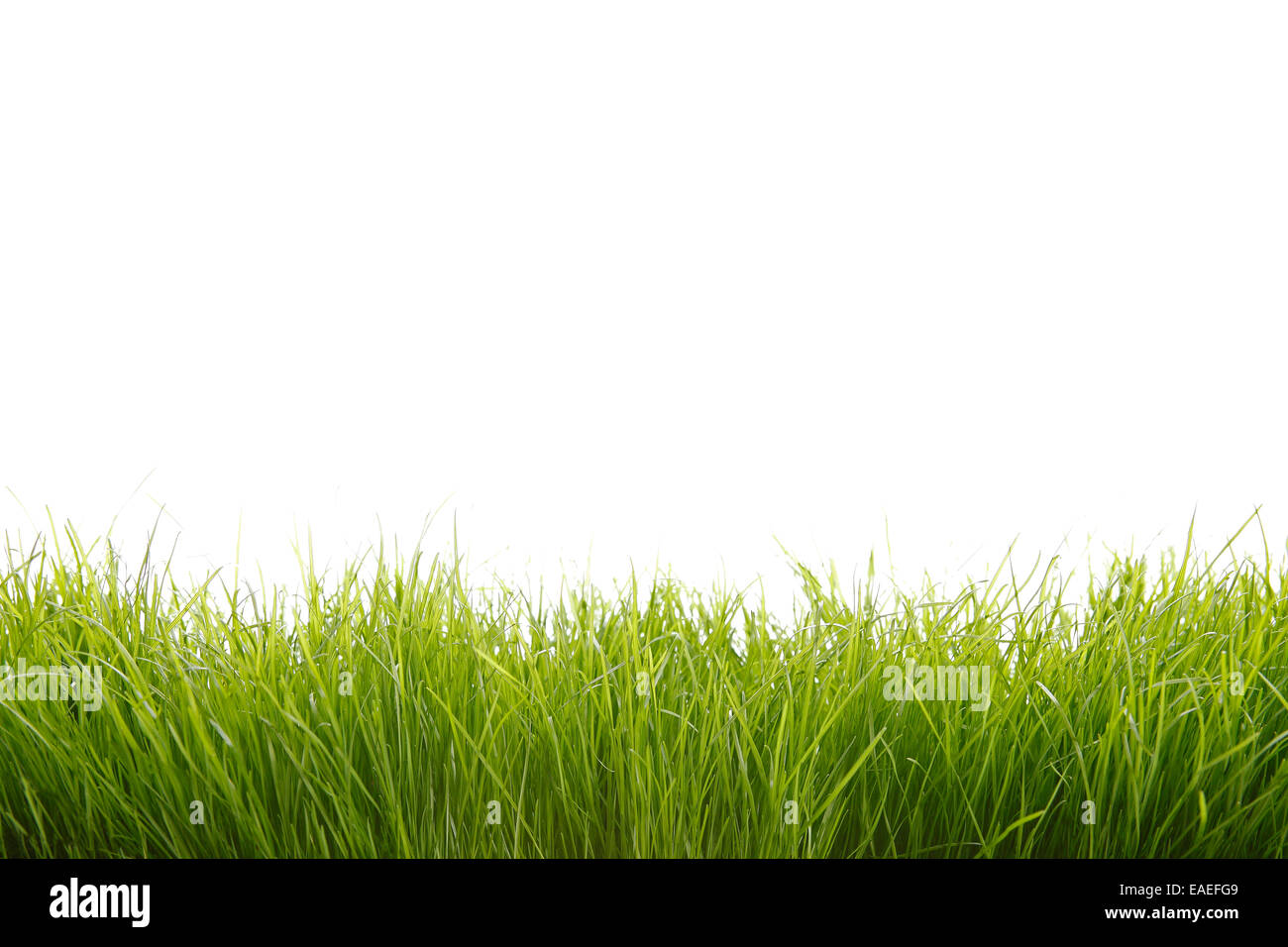 Green grass in front of a white background Stock Photo - Alamy