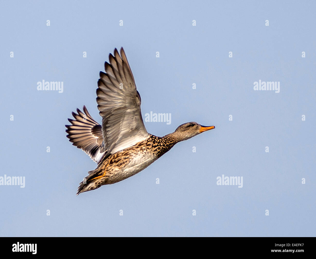 Wild Mallard [Anas platyrhynchos] in full flight with wings extended ...