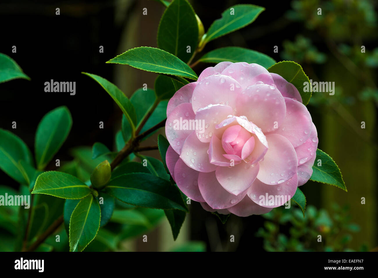 Single flower bloom of pink Camellia Stock Photo - Alamy