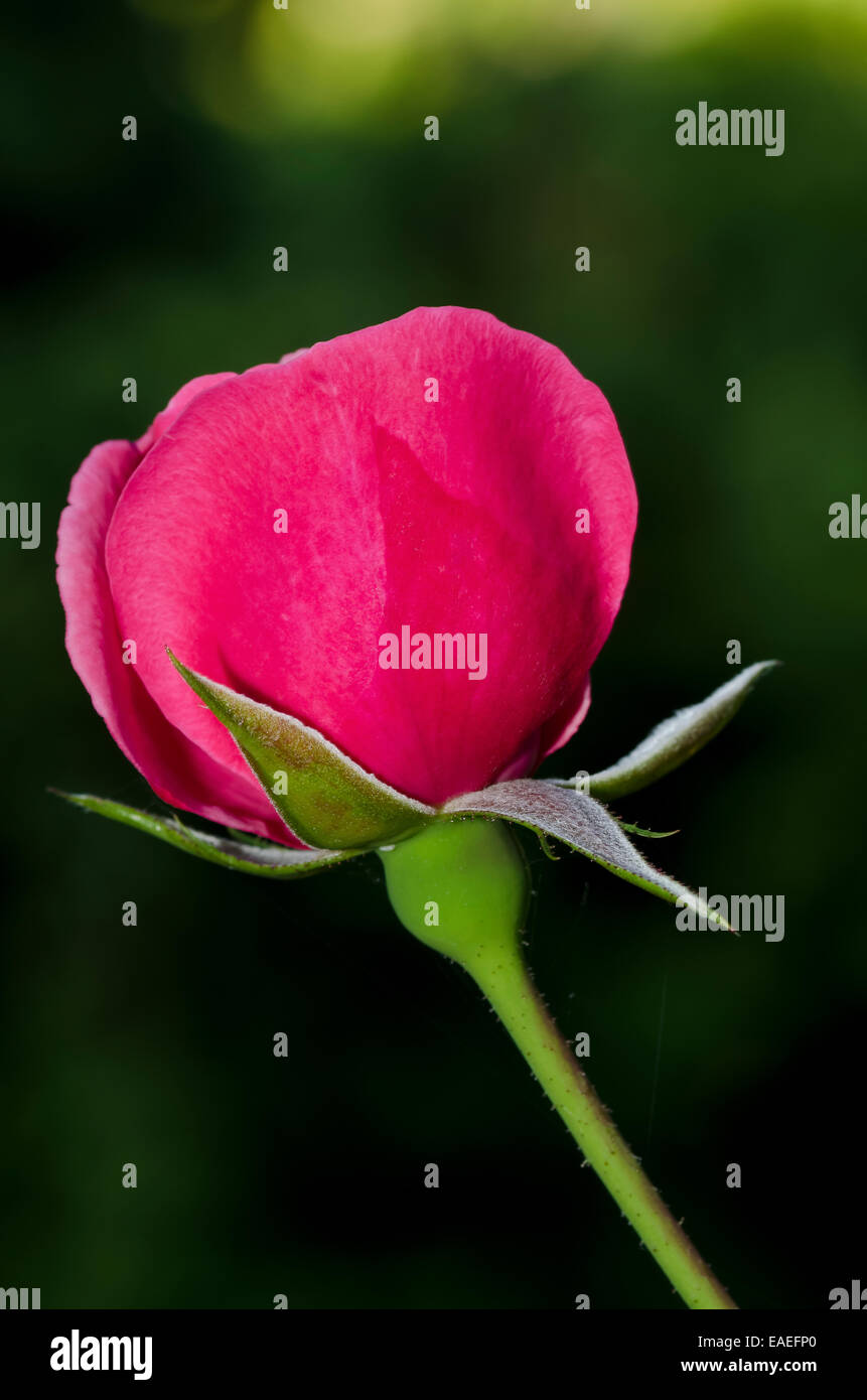 Single pink rose flower Stock Photo - Alamy