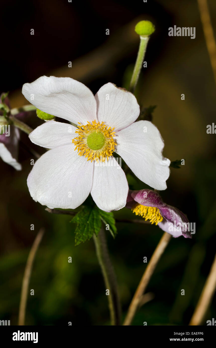 Single flower head of Japanese Anemony Stock Photo - Alamy