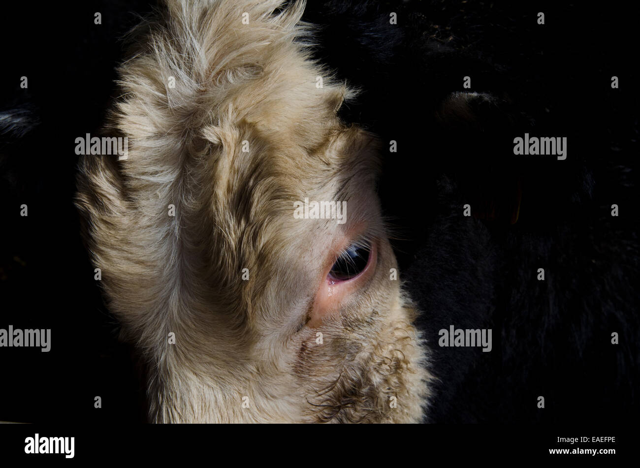 beef cattle eating straw from pen Stock Photo - Alamy