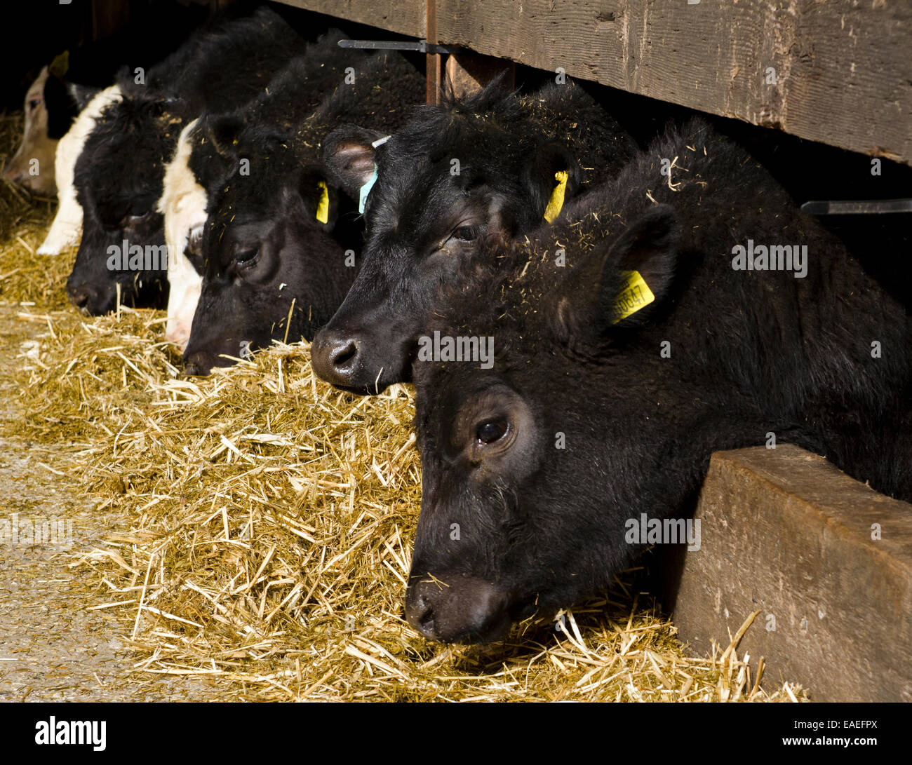 Row of beef cattle eating straw from pen Stock Photo - Alamy