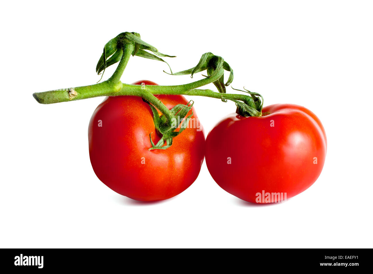 Two ripe tasty tomatoes on white background Stock Photo - Alamy