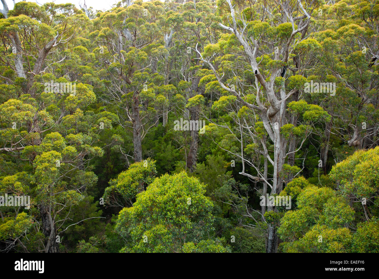 Tingle Trees,Forests,Tingle Tree Top Walk,Southern most tip of ...