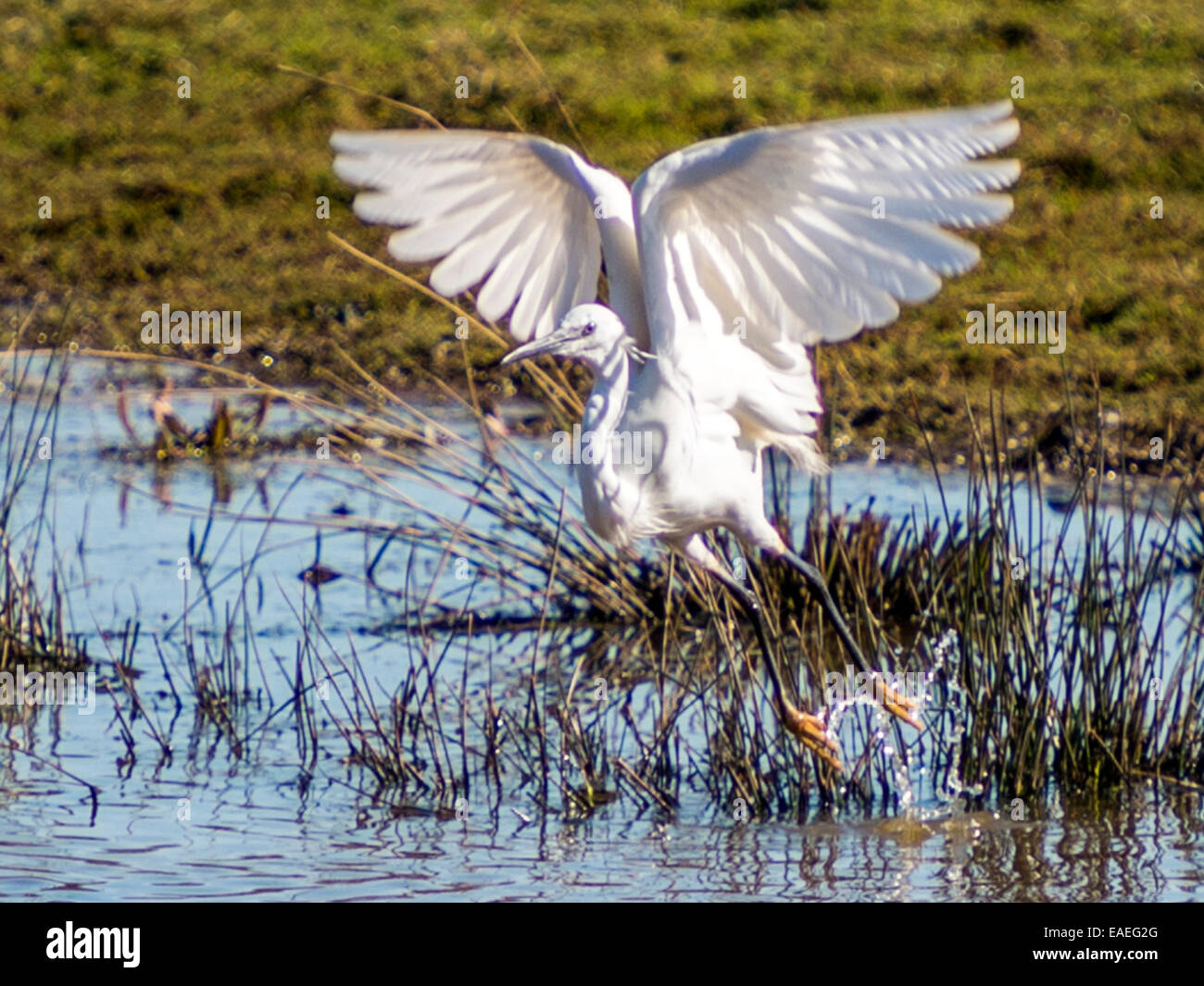 Great Egret [Ardea alba] takes off with wings in upward position ...