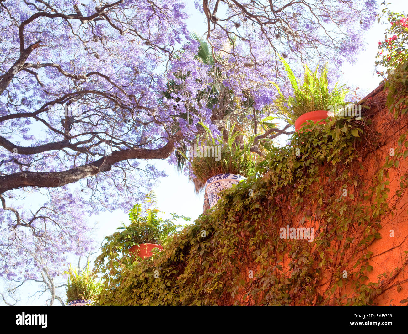 Mexican garden hi-res stock photography and images - Alamy