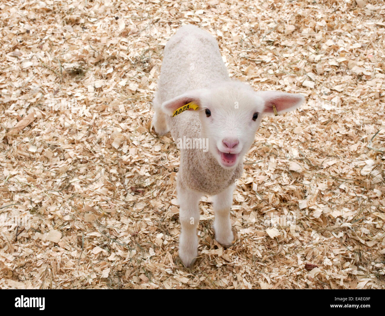 baby lamb bahing Stock Photo - Alamy