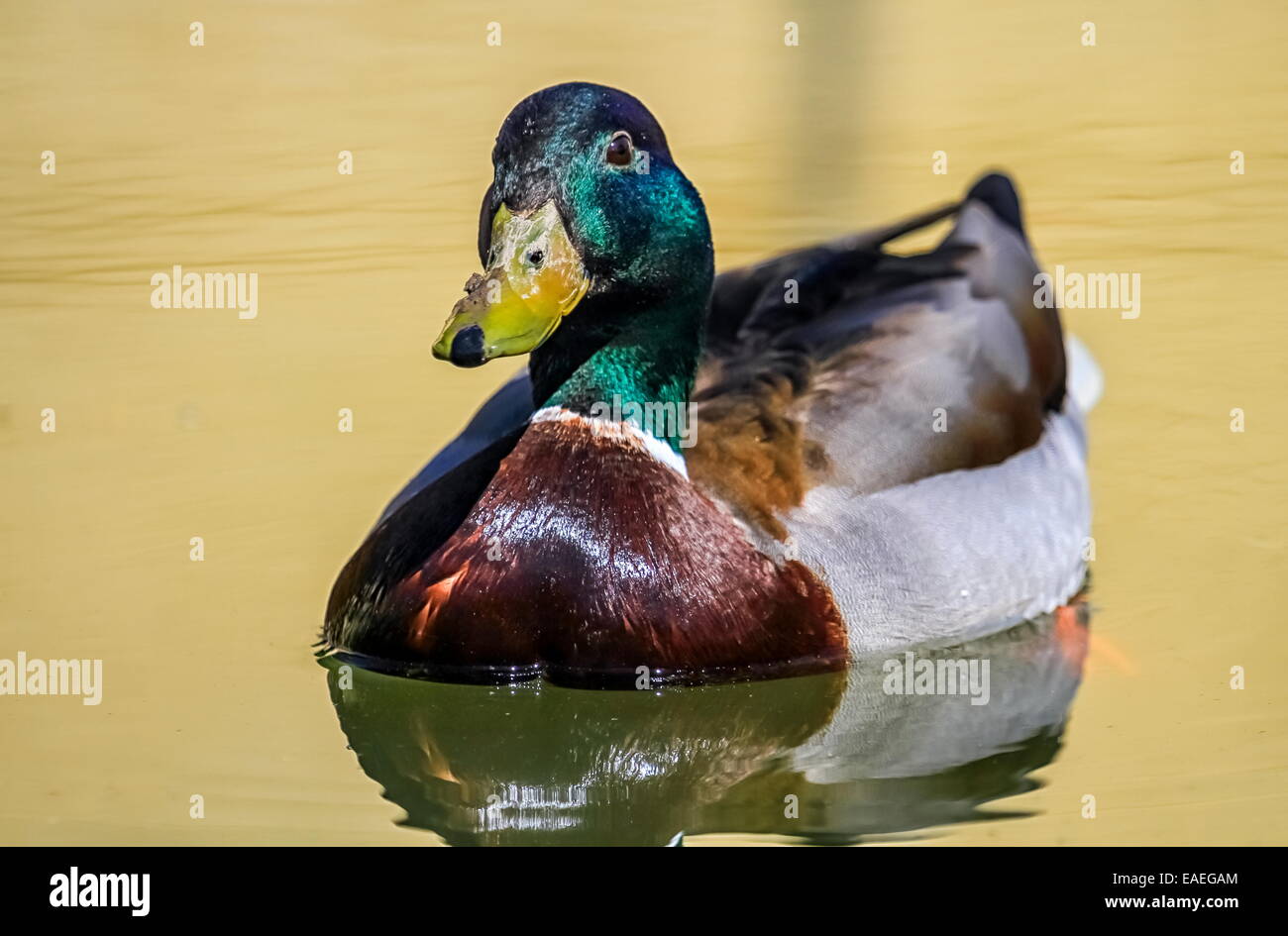 Portrait of a male mallard duck floating on the water Stock Photo - Alamy