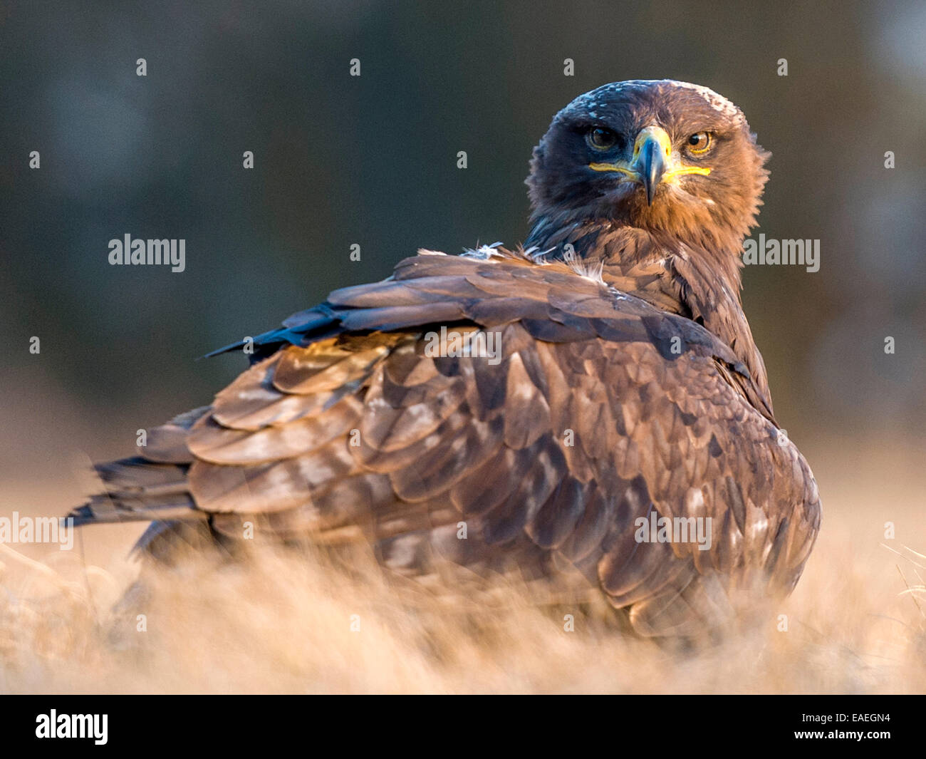 Steppe Eagle [Aquila Nipalensis] posing on open scrub land Stock Photo ...