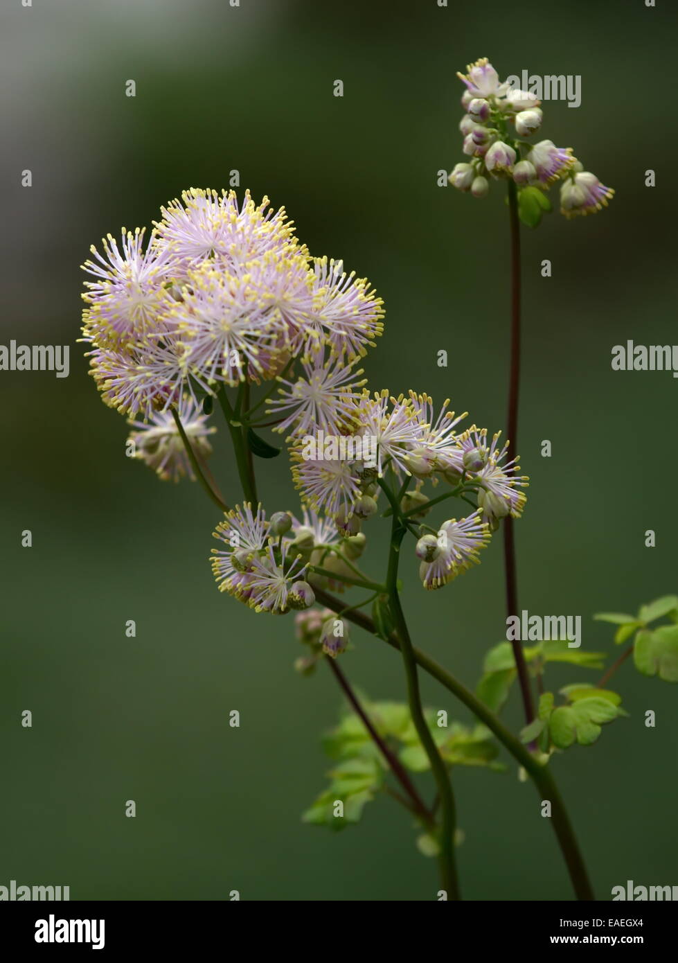 Close up on greater or columbine or french meadow-rue, thalictrum ...