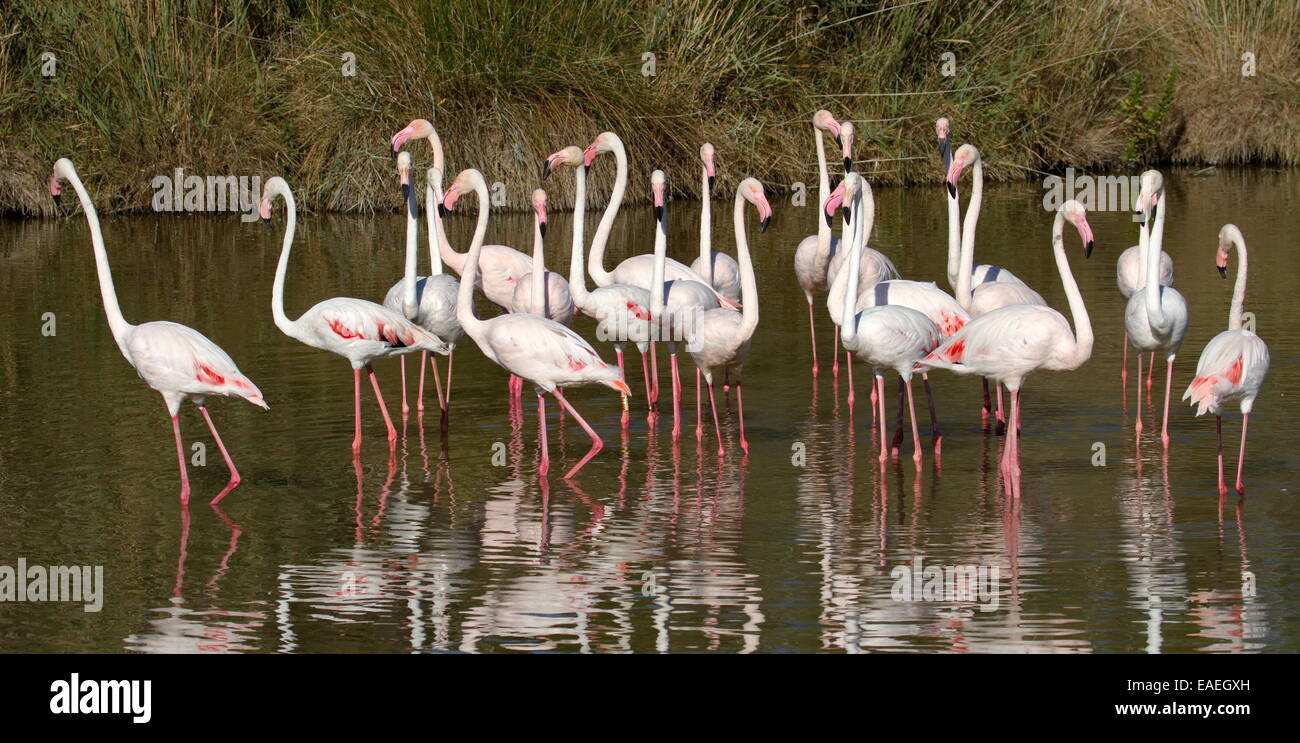 Greater flamingos in pond flamingo hi-res stock photography and images ...
