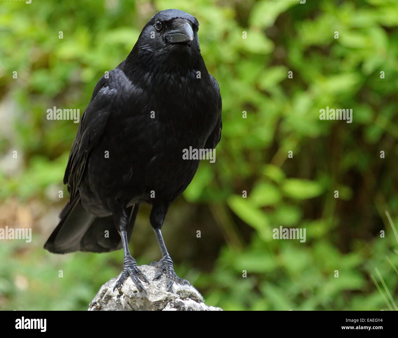 Beautiful black crow standing on a rock Stock Photo - Alamy